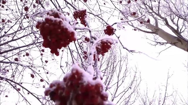 РЯБИНЫ в ЗИМНЕМ ГОРОДЕ - УЖ ЛИСТЬЕВ НЕТ, а ЯГОДЫ ЦВЕТУТ