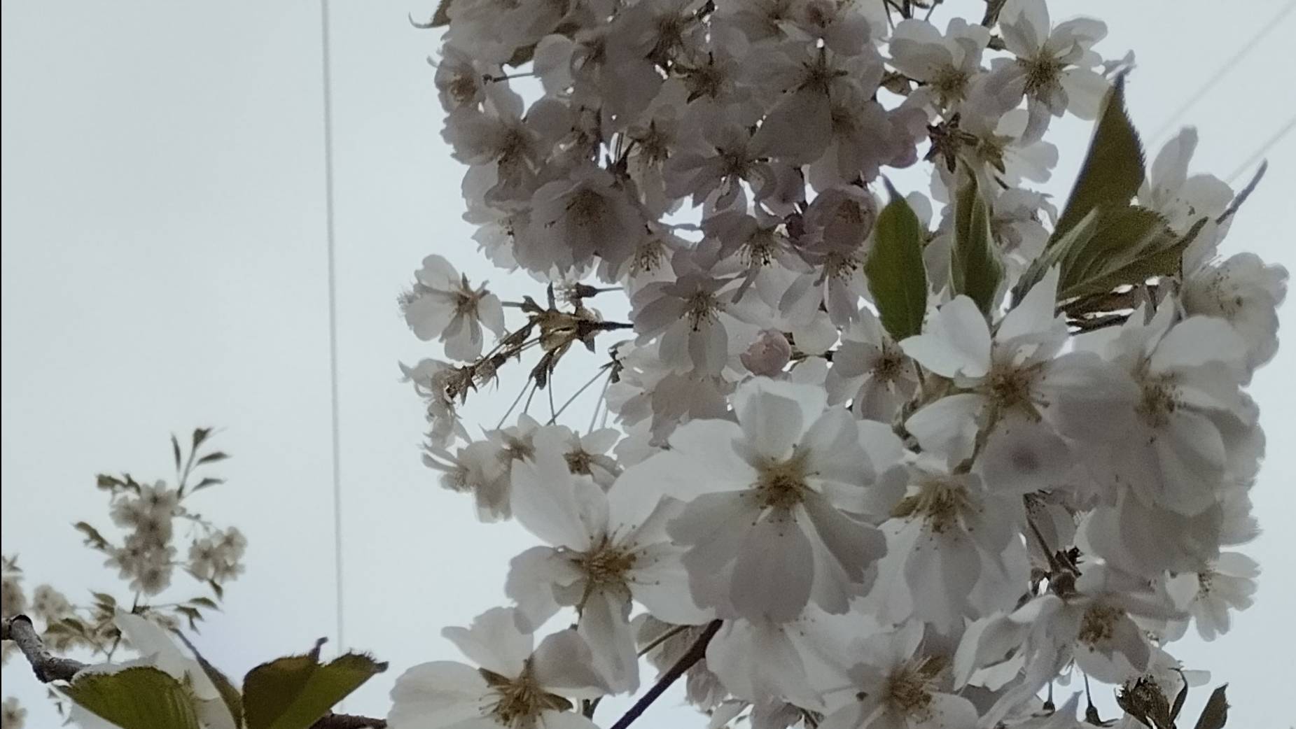 Сакура на Литейном