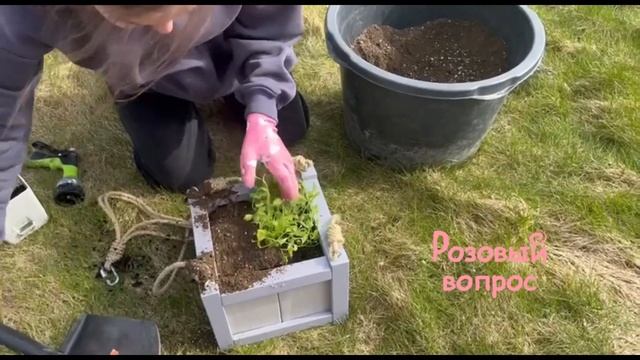 Лучший летник для посадки в контейнер