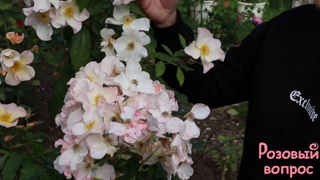 Роза Салли Холмс  Осеннее цветение