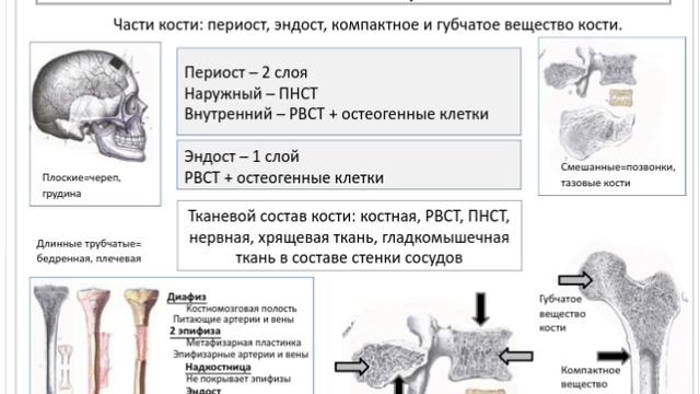 Лекция 7.2. Скелетные соединительные ткани: Костные ткани | Князева Л.А.