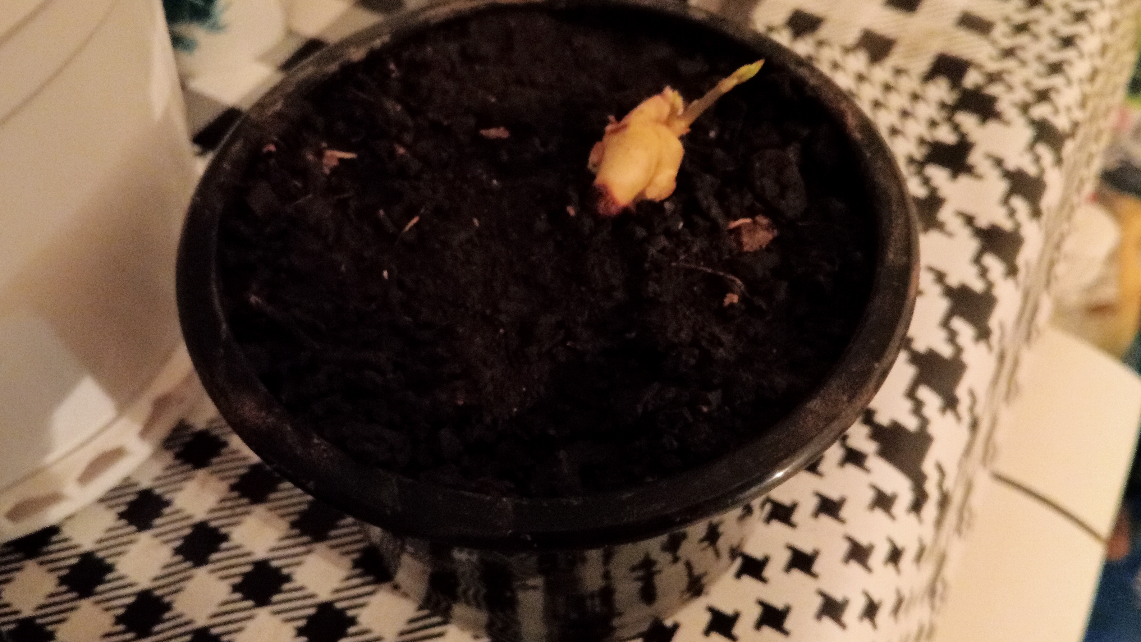 Манго вырастить легко!!!