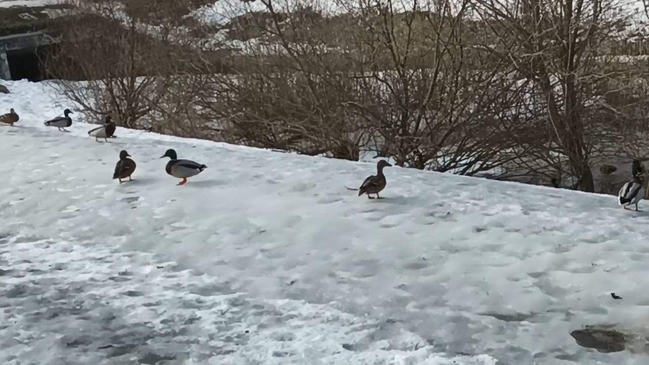 Зимний - Муринский парк