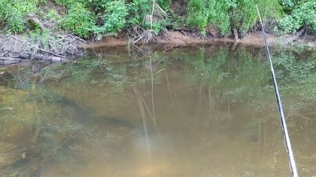 Про Ерша Ершовича и Окуня Окуновича.