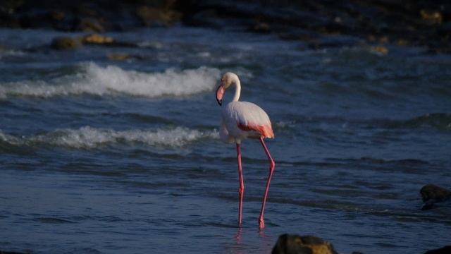 19060145-hd_2048_1080_30fps