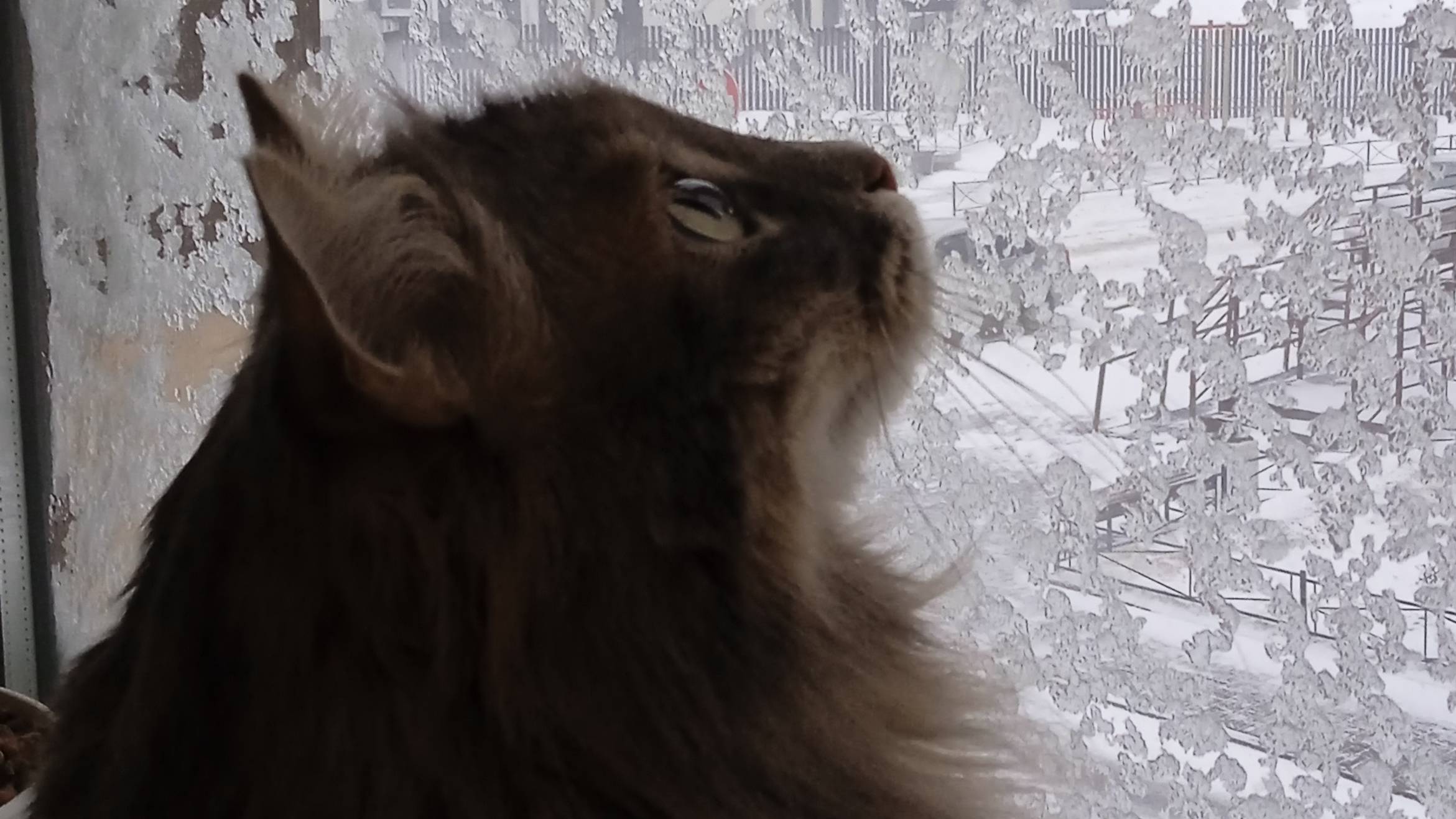 Кот Марсик !колобок