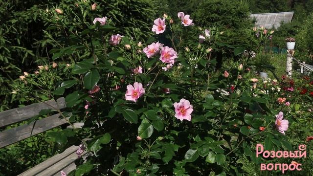 Роза - глазастик Ориента Лейла. Цветение розы гибрида Гультемии Персидской