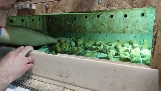 ЖИЗНЬ ПЕРЕПЕЛОВ ПЕРВЫЕ ПЯТЬ ДНЕЙ, УСЛОВИЯ СОДЕРЖАНИЯ