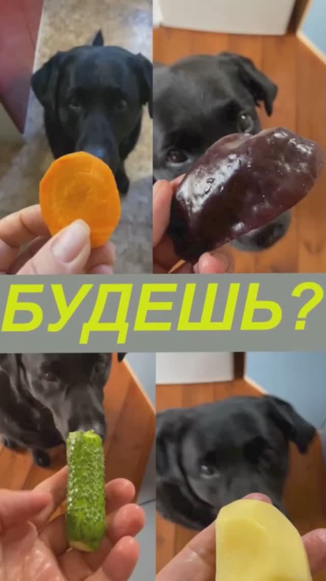 Собака решила стать вегетарианцем