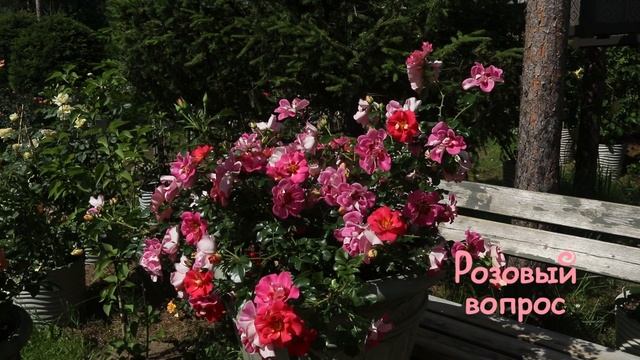 Роза-глазастик Ай ту Ай. Цветение розы гибрида Гультемии Персидской