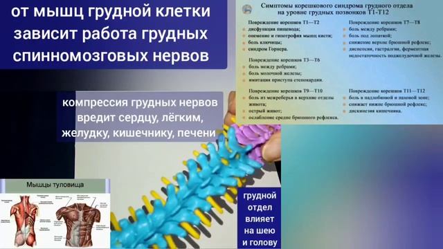Обзор видеокурса "Укрепление грудного отдела позвоночника"