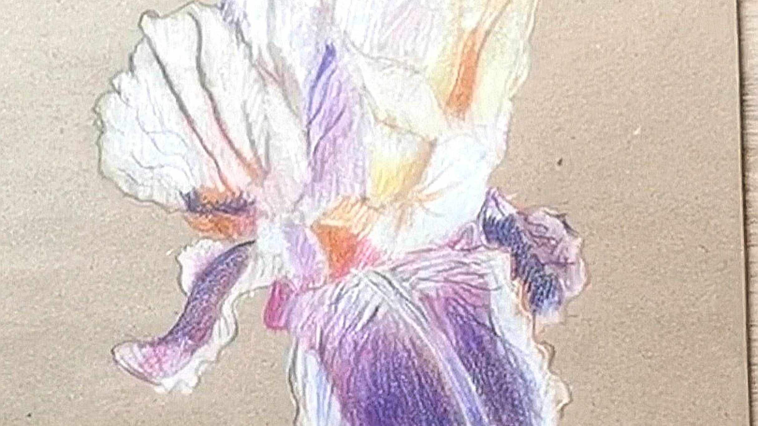 Ирис цветными карандашами