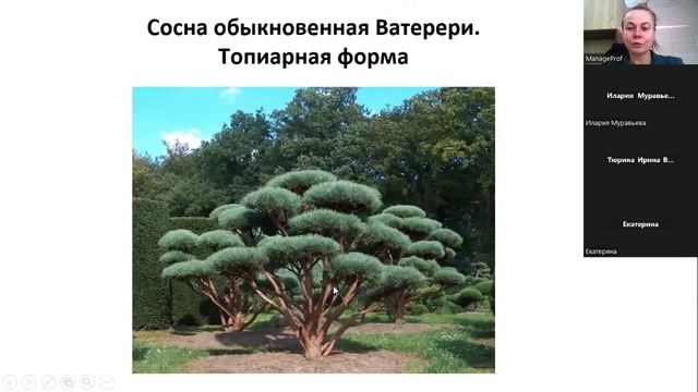 Вебинар. Хвойные растения,как каркас планировочной структуры сада