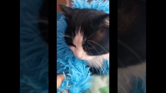кот Шпинат 🥬 😄