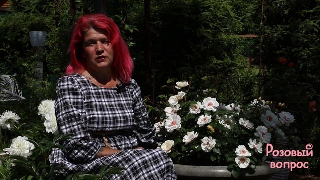 Цветение розы Опен Ю Айз. Rose Open Your Eyes роза - "глазастик"