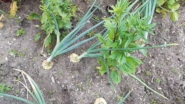 Собран урожай чеснок и лука. А что с грядой?