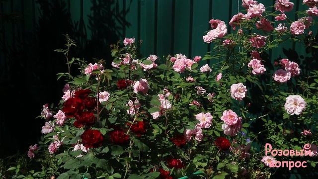 Роза Джон Дэвис. Цветет канадская роза