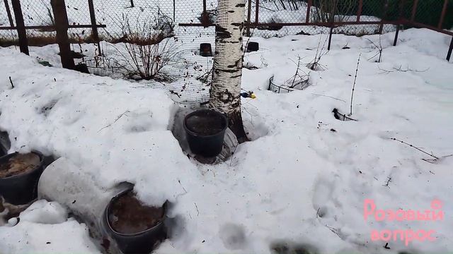 Главный враг садовода