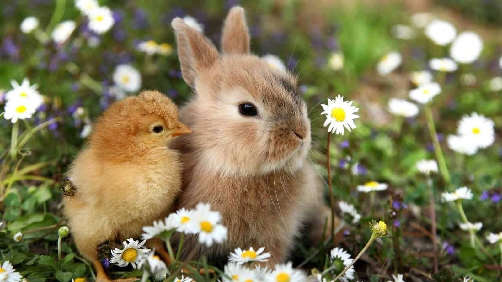 Цыплята и Кролик - Звуки и голоса  Цыплят - Видео про Животных