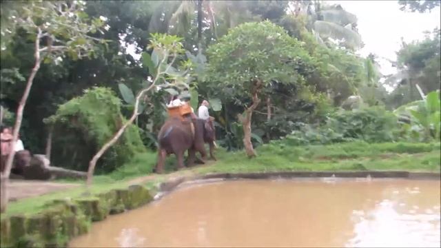 бали зверюшки