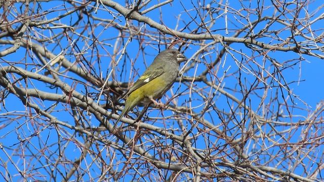 Арчовый дубонос, или арчовый горный дубонос (лат. Mycerobas carnipes)