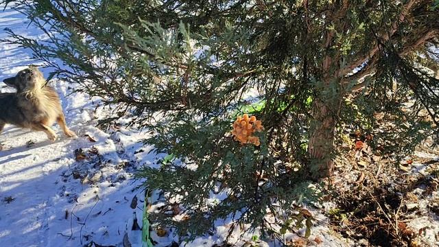 Мячик, вернись к Чопику!