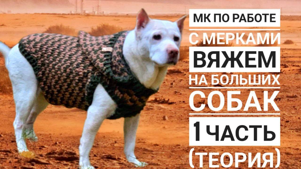 Уникальный мастер-класс: стильный свитер крючком для крупных собак | 1 часть работа с мерками