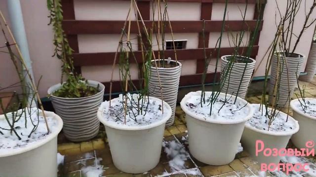 Как я укладываю розы в контейнерах на зиму