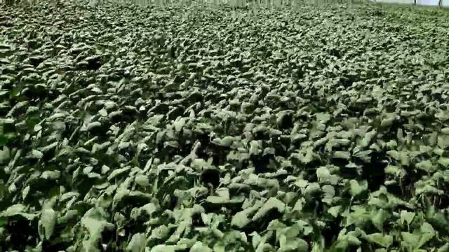 критика сои