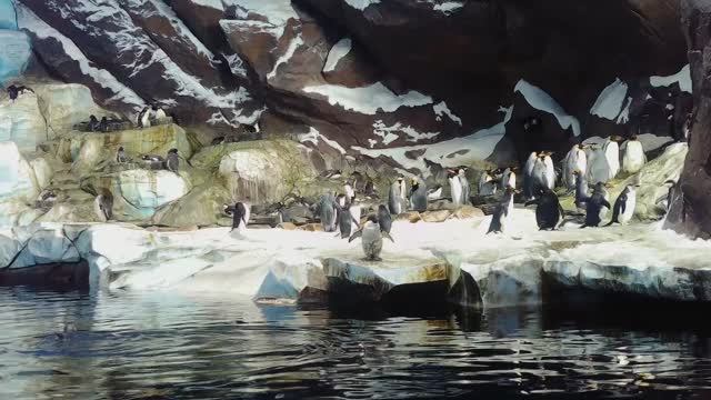 ОАЭ, Абу-Даби, SeaWorld Abu Dhabi, Антарктика, Естественная среда обитания пингвинов