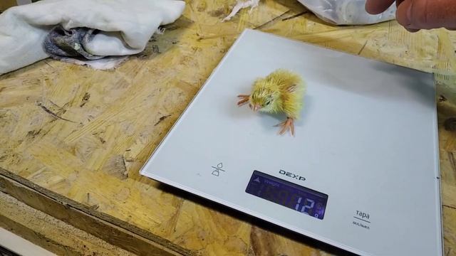 УРА !!! ВЫВОД 93% ПЕРЕПЕЛА ТЕХАС СЕМНАДЦАТЫЙ ДЕНЬ ИНКУБАЦИИ