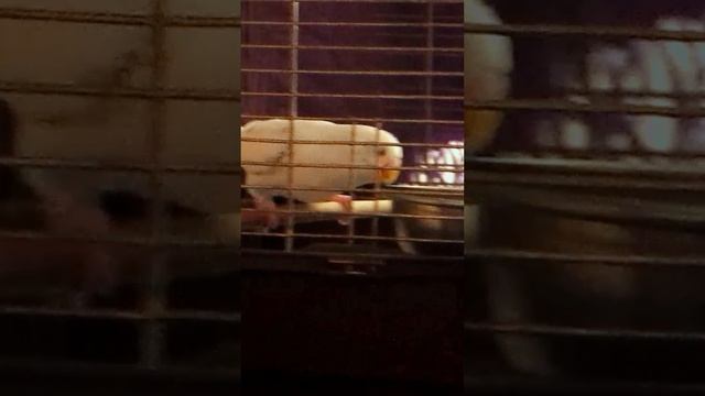 Удалось заснять!!! Морозко попугай моет клетку!