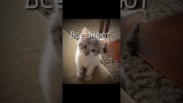 кошечки хорошие