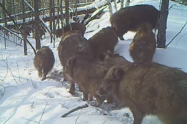 Звериная тропа у подкормочной площадки