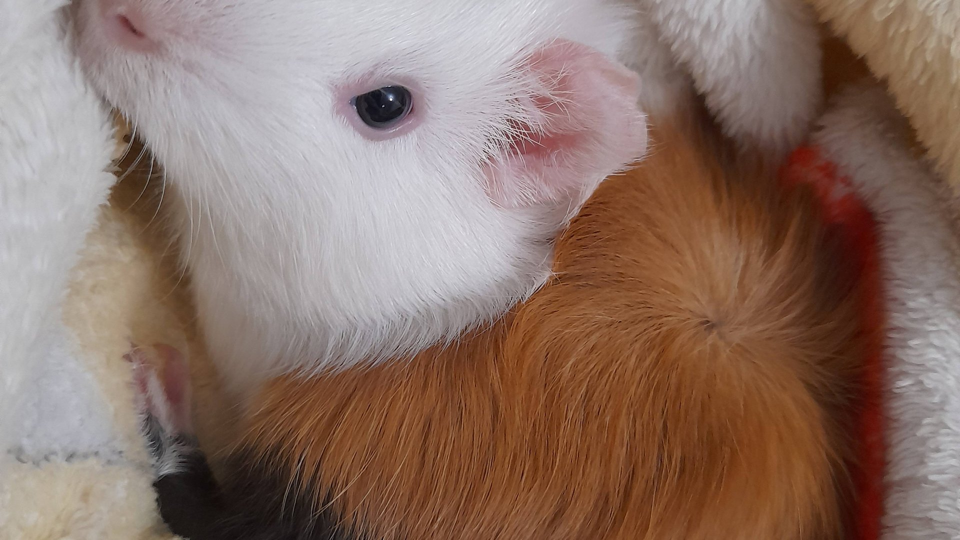 Вы это слышали?