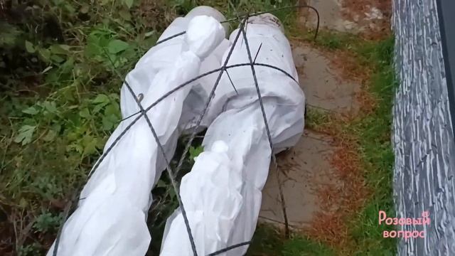 Розы в кашпо, контейнере, ландшпо  Лучшее зимнее укрытие