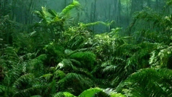 Как вырастить авокадо из косточки!!!