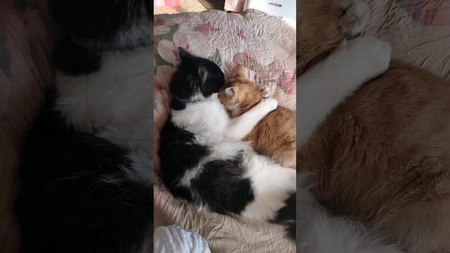 котята