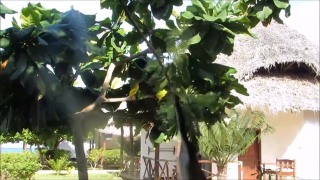 Обезьянки Занзибара