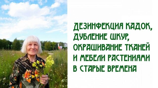 Дезинфекция кадок, дубление шкур, окрашивание тканей и мебели растениями в старые времена