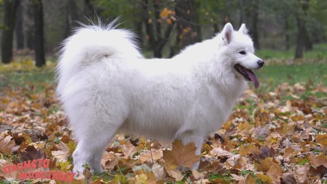 Самоедская Собака - Познавательные видео про Собак
