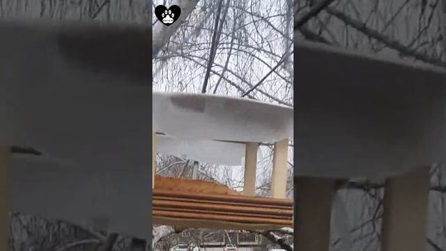 Кушайте на здоровье, птички