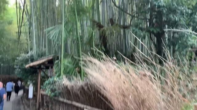 Путешествие в Японию часть 3 | Киото | бамбуковый лес