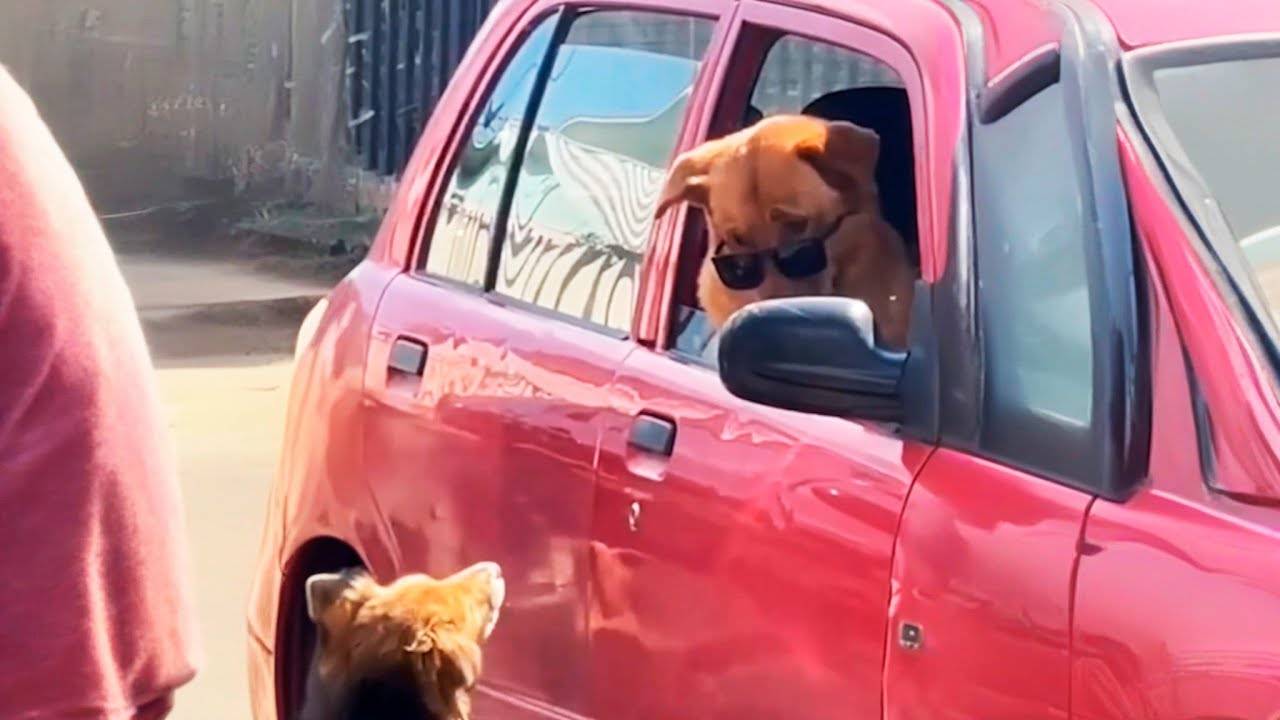 UNUSUAL MEMES COMPILATION V94 (meme.mp4)