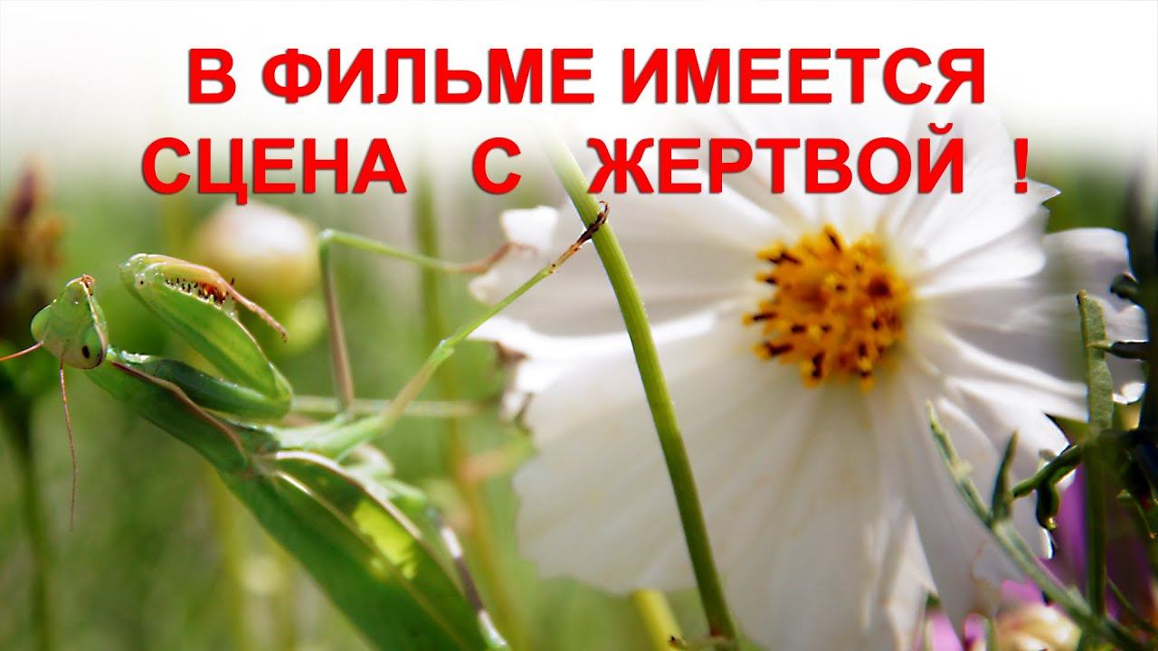 Богомол на охоте.