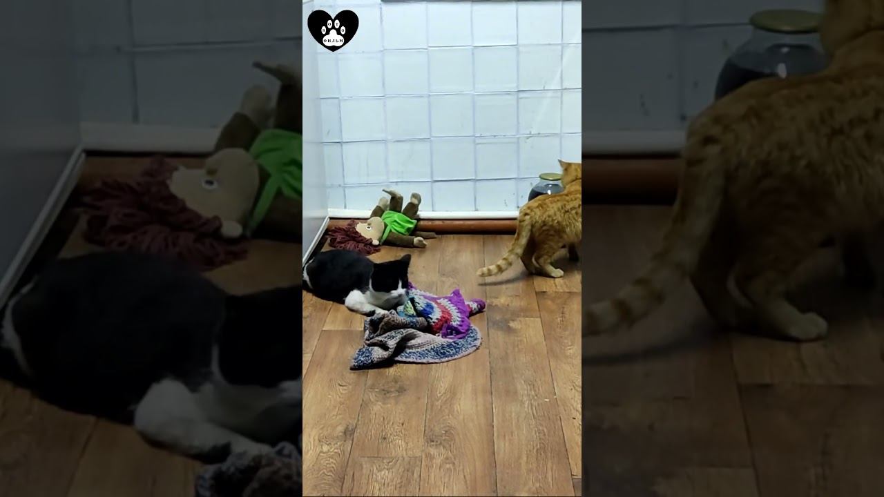 Раунд 7 отдыхательный