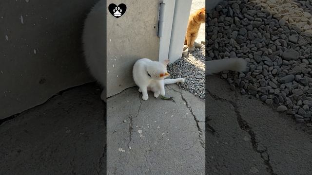 Чё привязалась