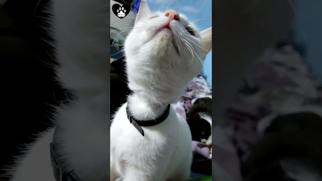 Я тоже умею дразниться!