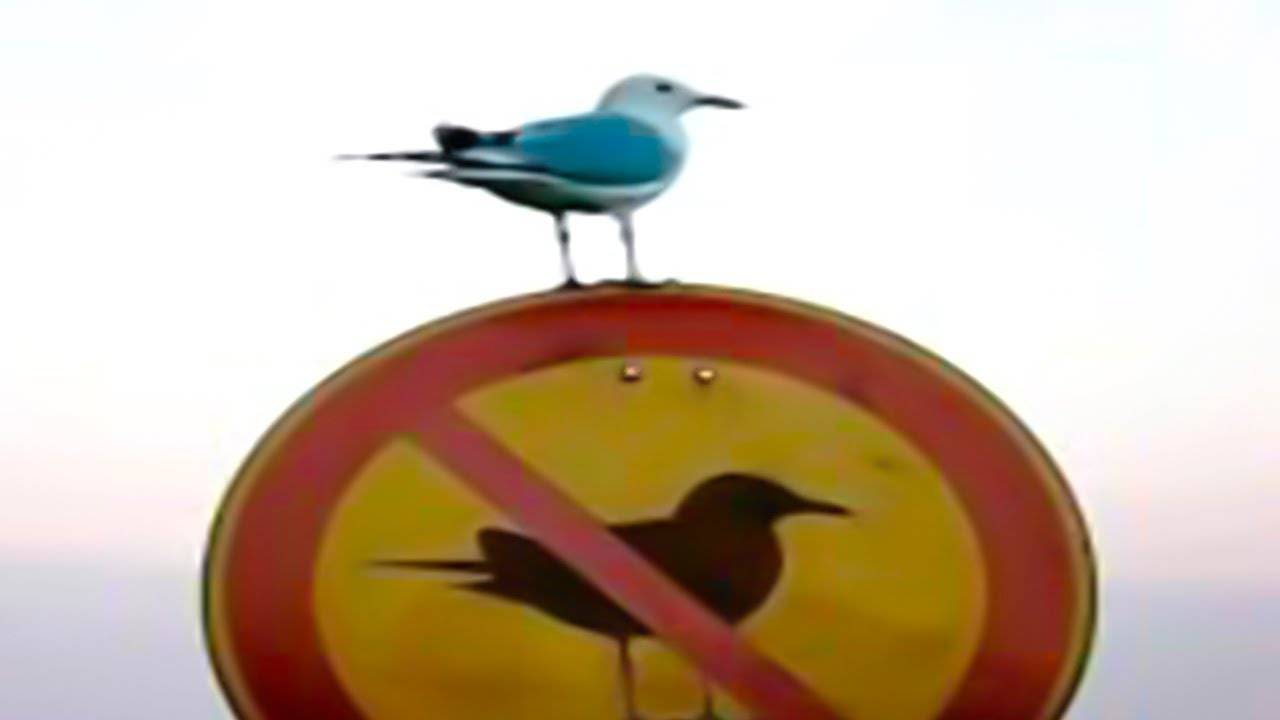 you laugh 2 times, you restart, HARD (Mr. Memes)