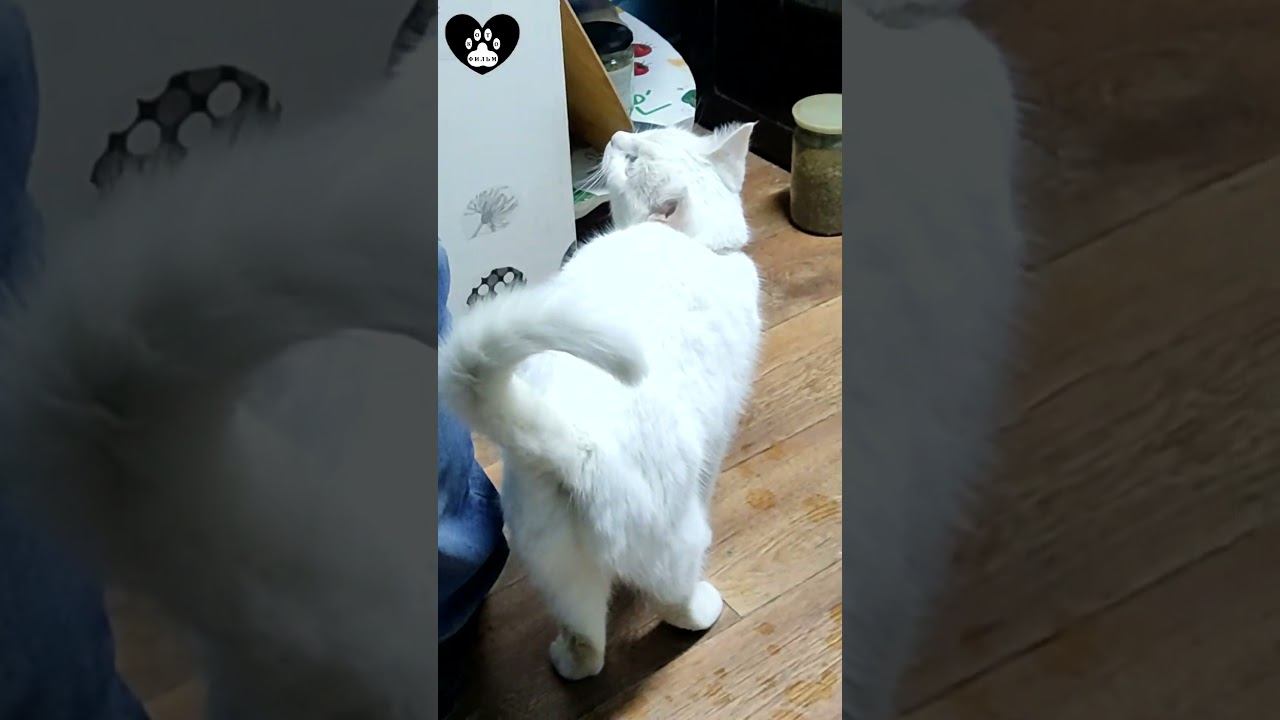 Что сегодня на ужин?